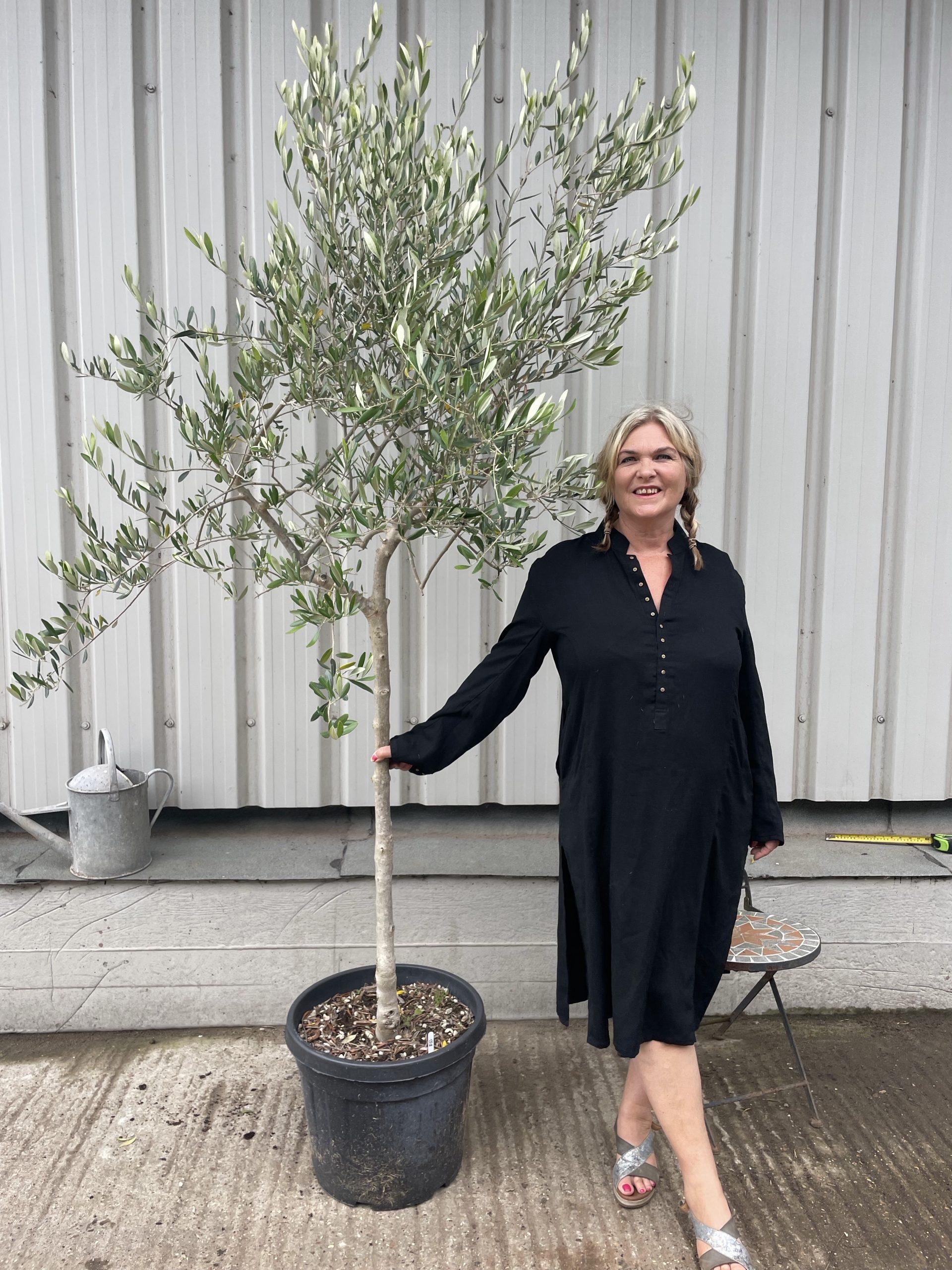 Tuscan Olive tree - free delivery - The Norfolk Olive Tree Company
