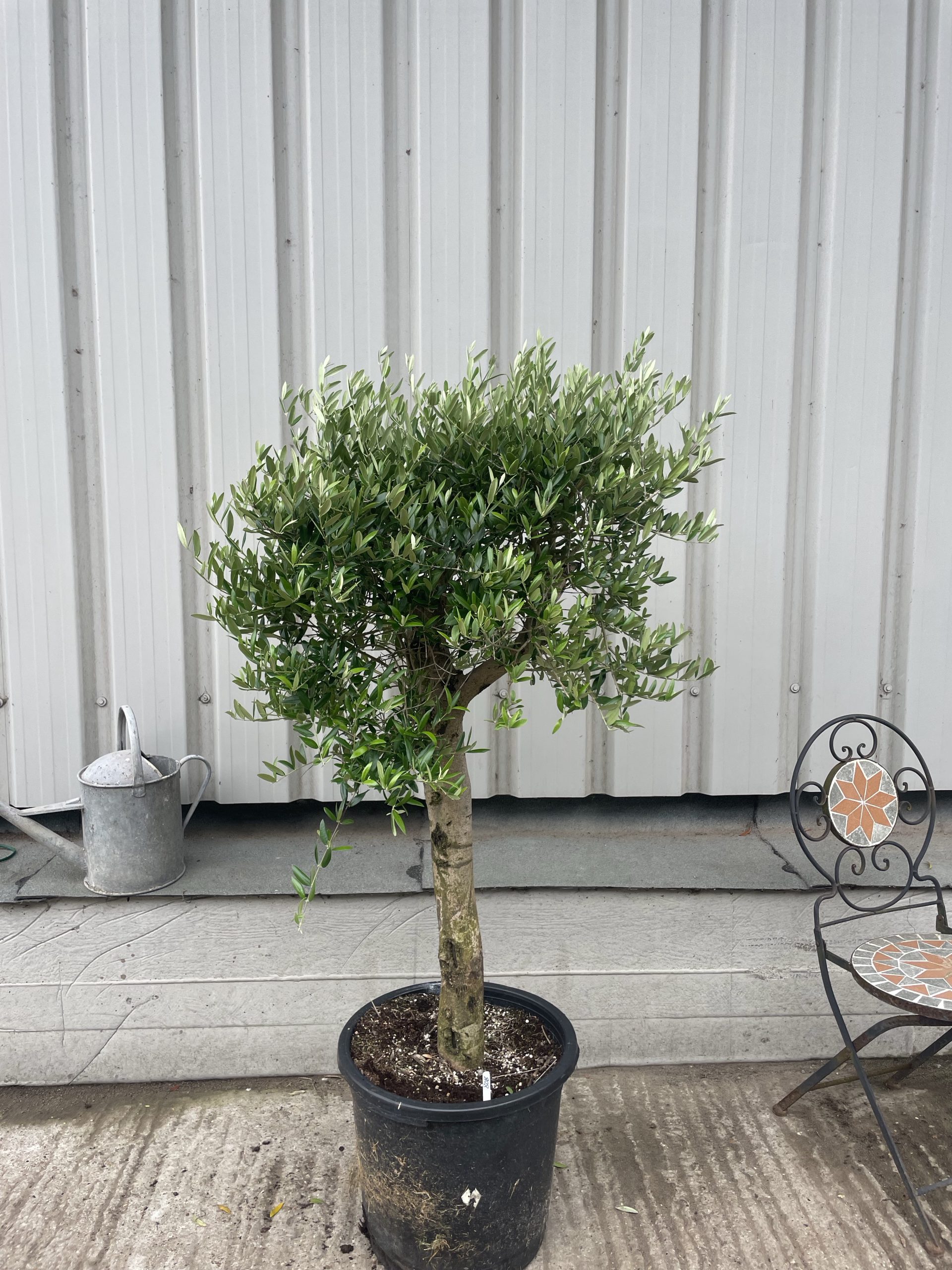 Patio Olive tree - free delivery - The Norfolk Olive Tree Company