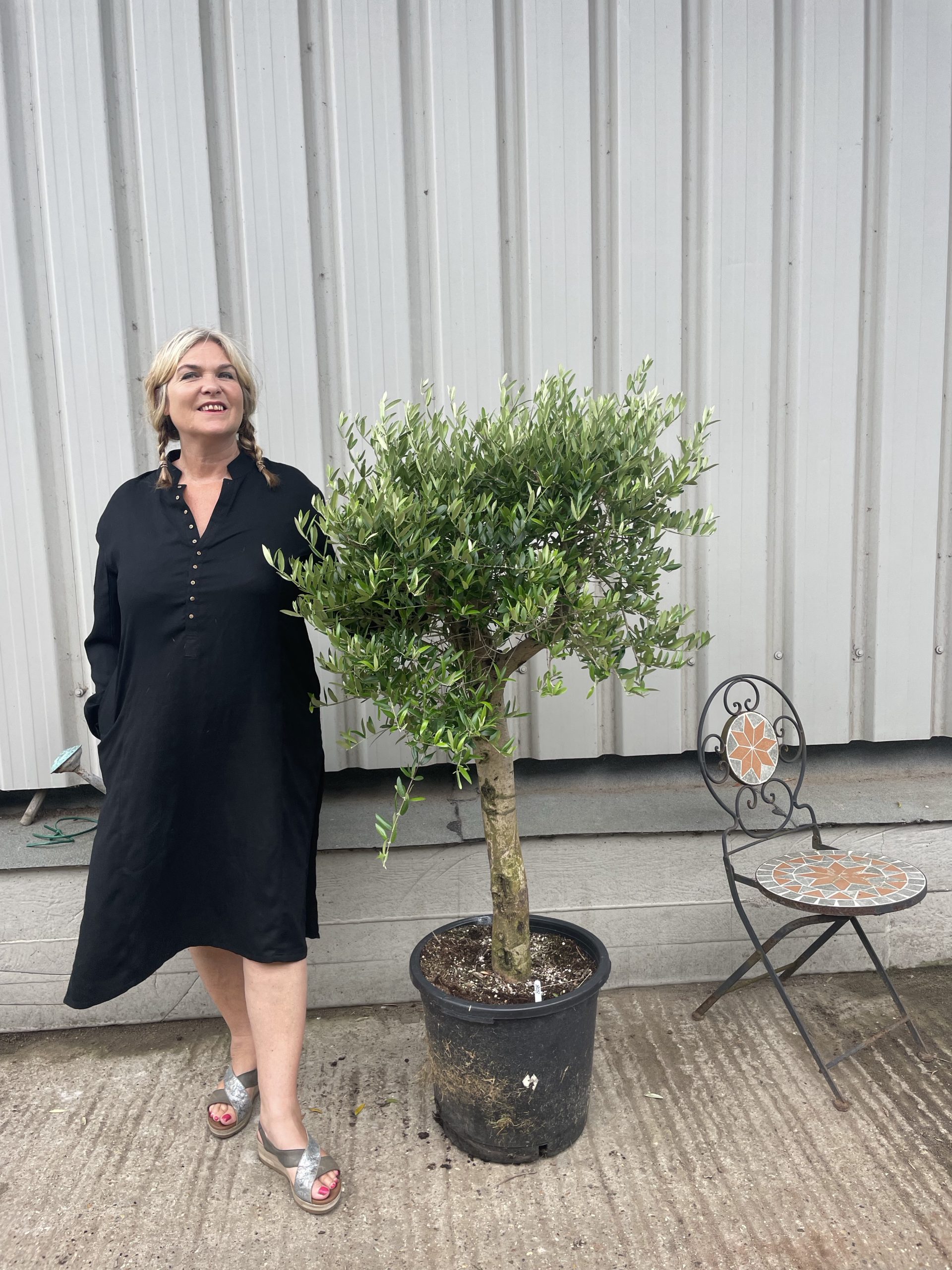 Patio Olive tree - free delivery - The Norfolk Olive Tree Company