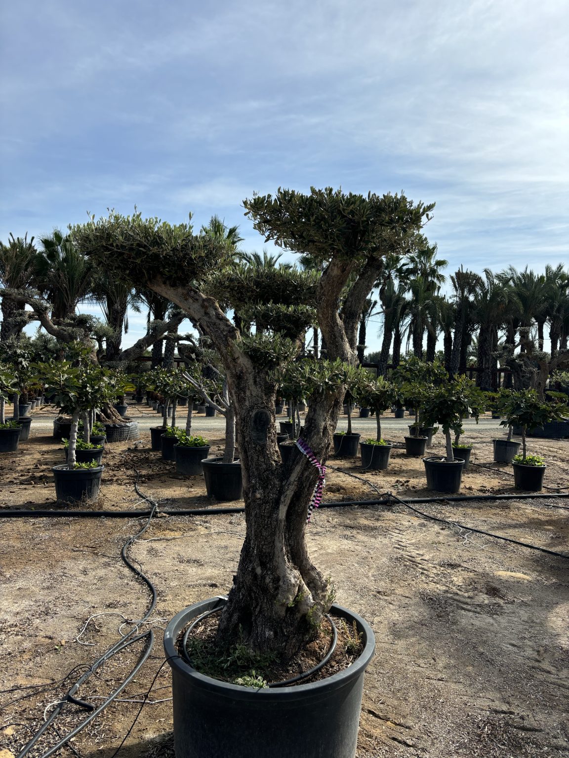 Large gnarled cloud Olive tree - The Norfolk Olive Tree Company