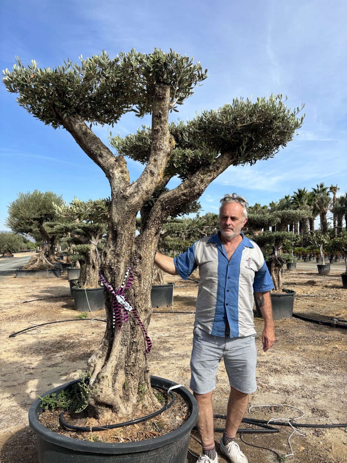 Large gnarled cloud Olive tree - The Norfolk Olive Tree Company