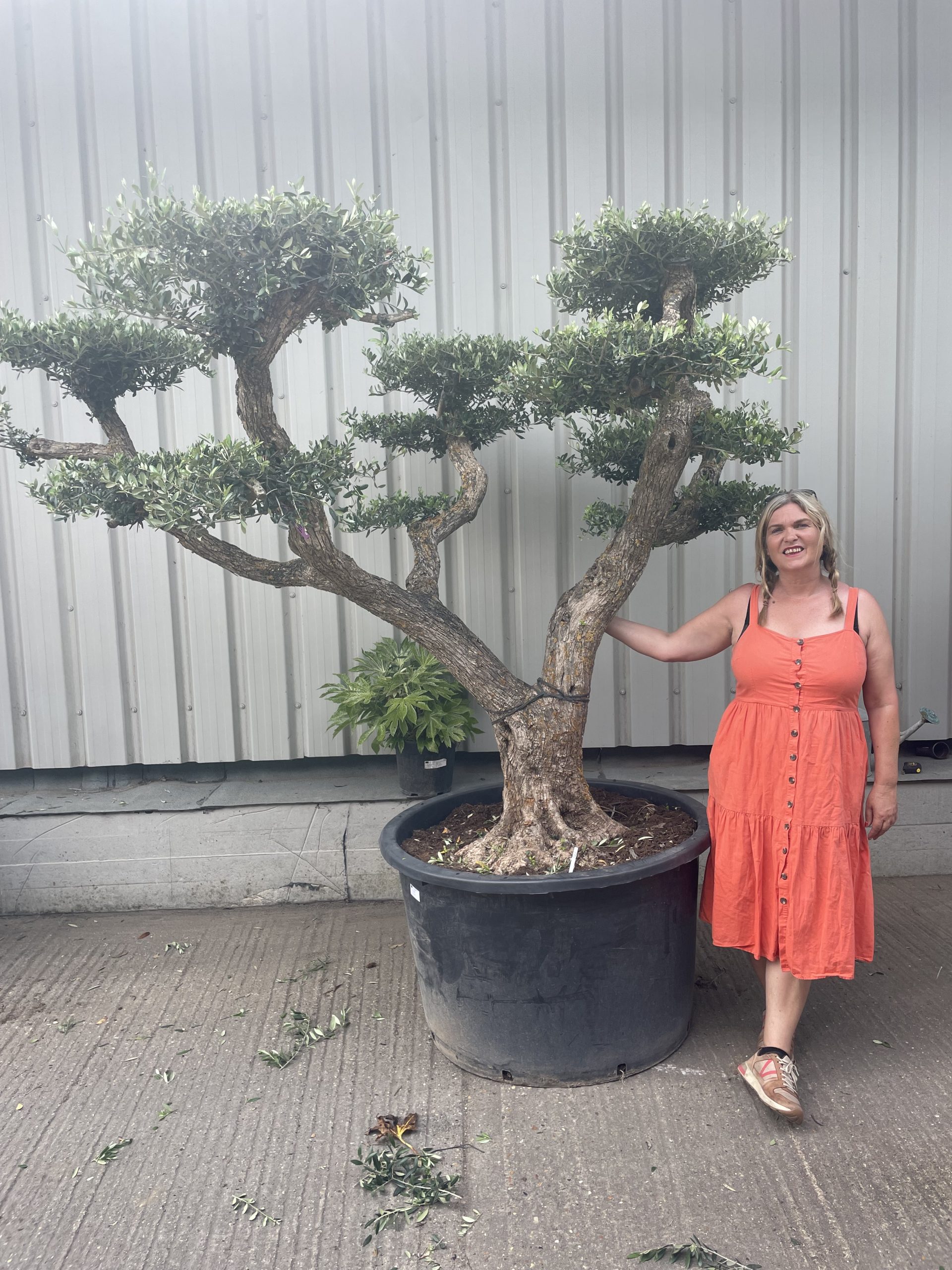 Niwaki cloud Olive tree - The Norfolk Olive Tree Company