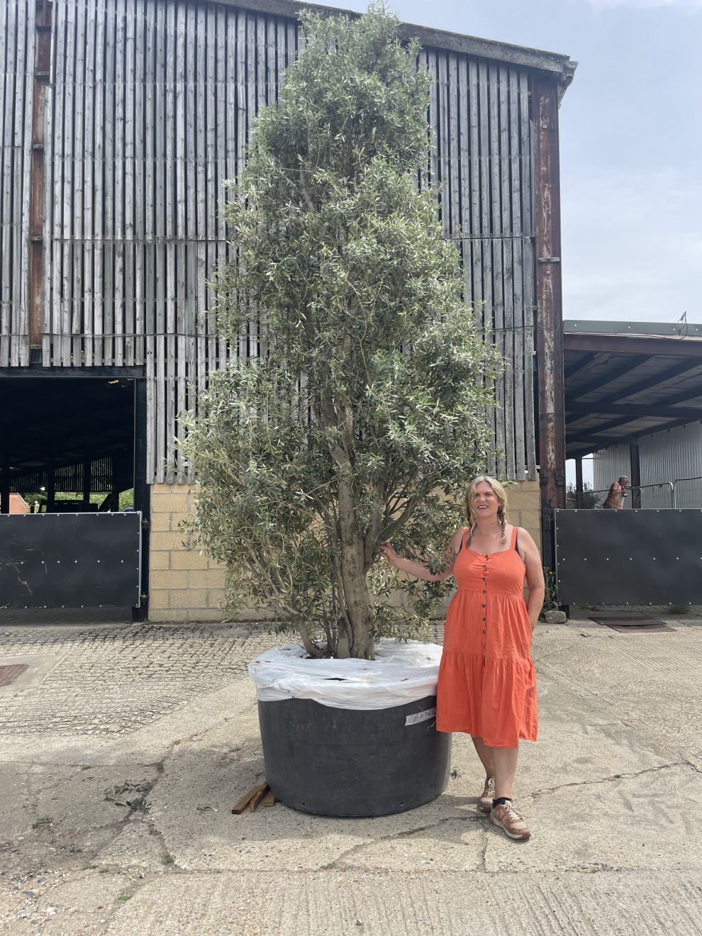 Extra tall Olive tree - The Norfolk Olive Tree Company