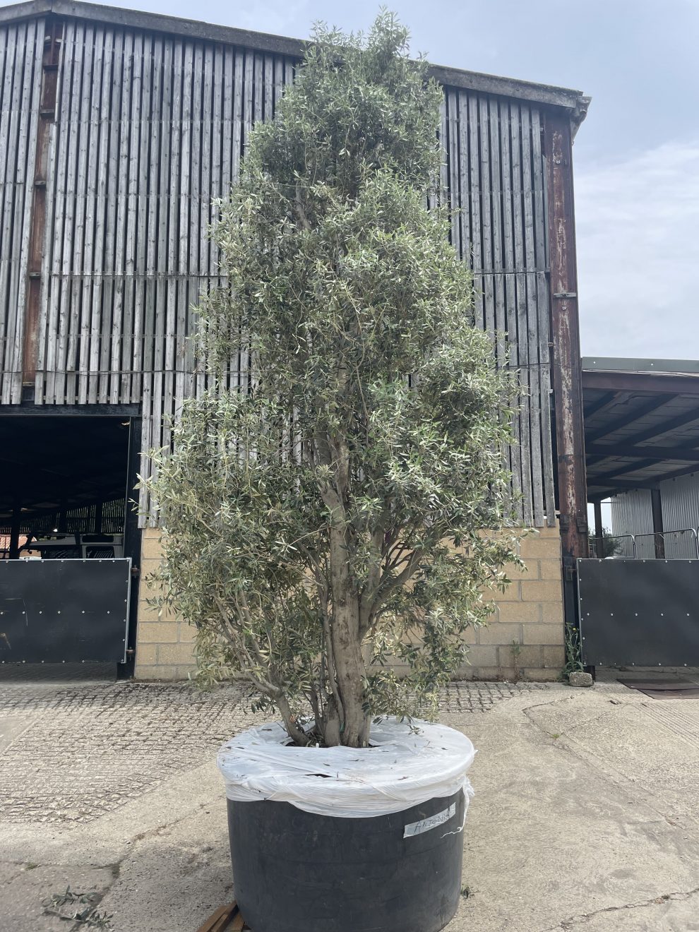 Extra tall Olive tree - The Norfolk Olive Tree Company