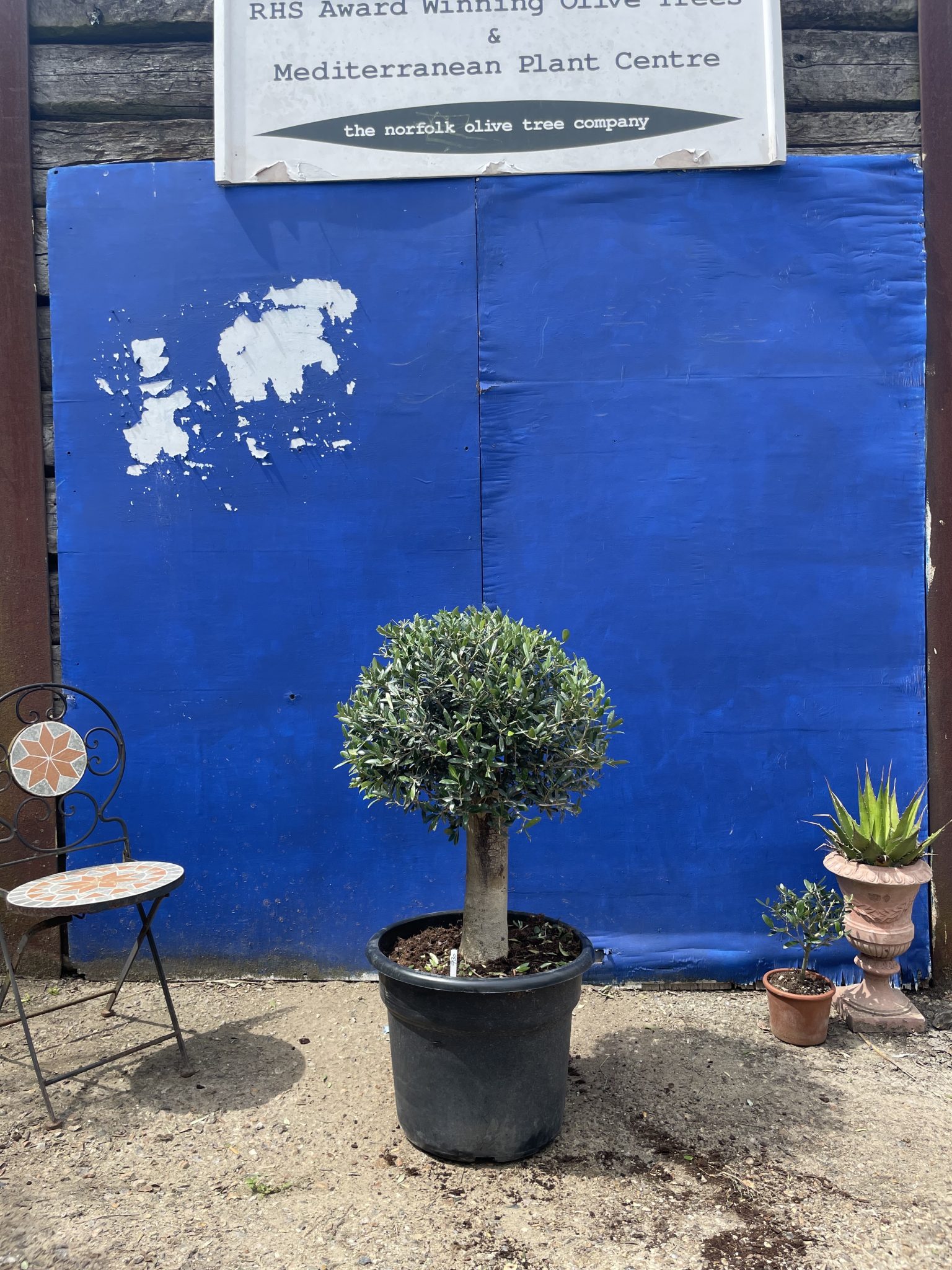 Ball head Olive tree - The Norfolk Olive Tree Company