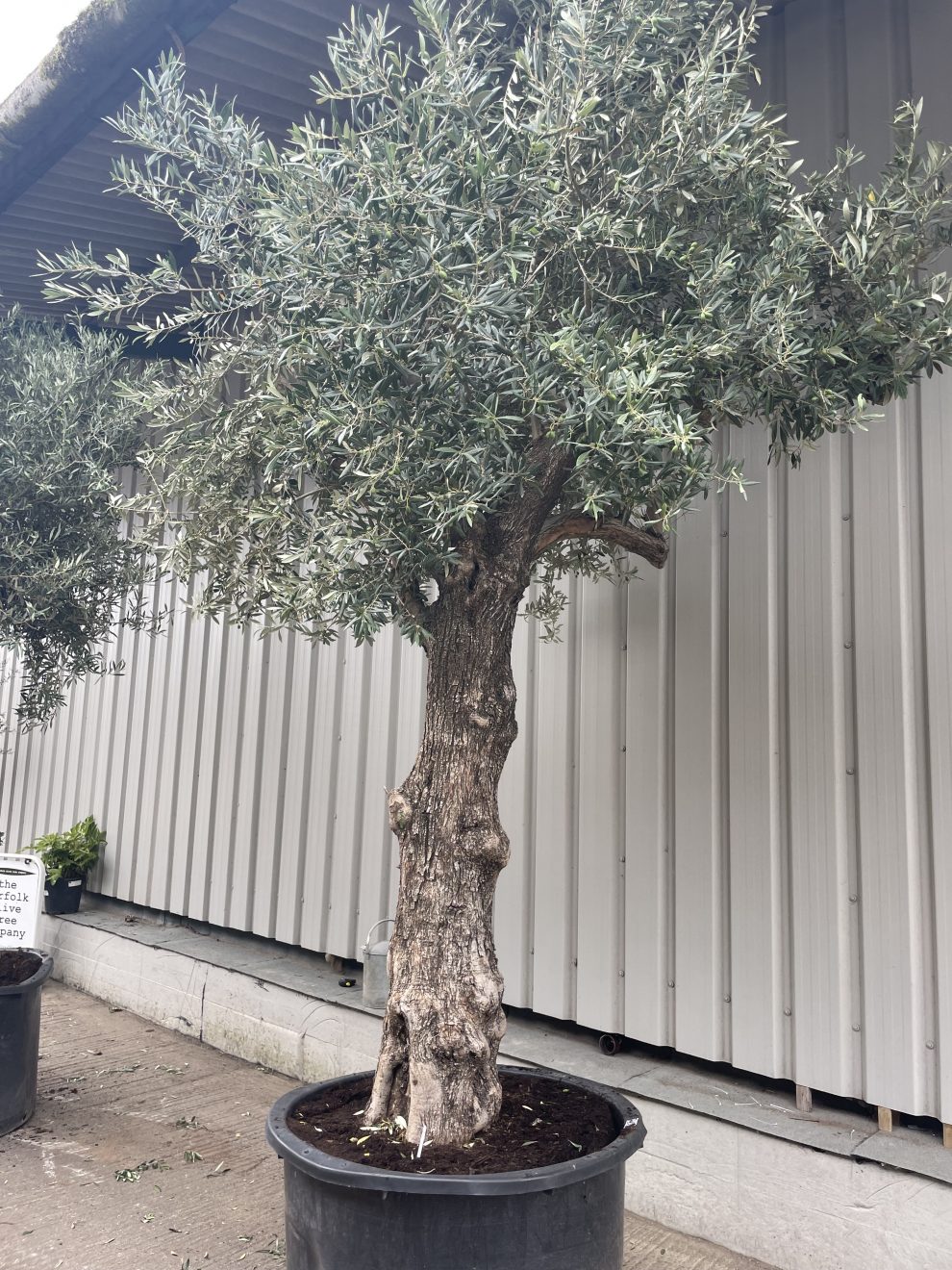 Extra tall olive tree gnarled trunk - The Norfolk Olive Tree Company