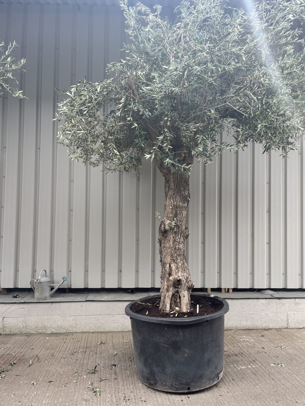 Extra tall olive tree gnarled trunk - The Norfolk Olive Tree Company