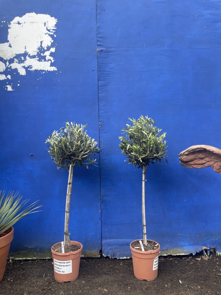 Pair of standard olive trees. Free delivery. - The Norfolk Olive Tree ...