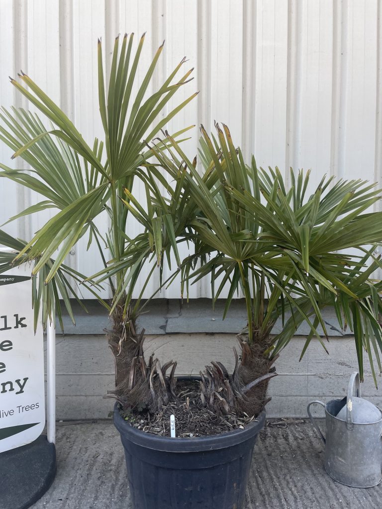 Multi- trunk Trachycarpus Fortunei. Free delivery - The Norfolk Olive ...