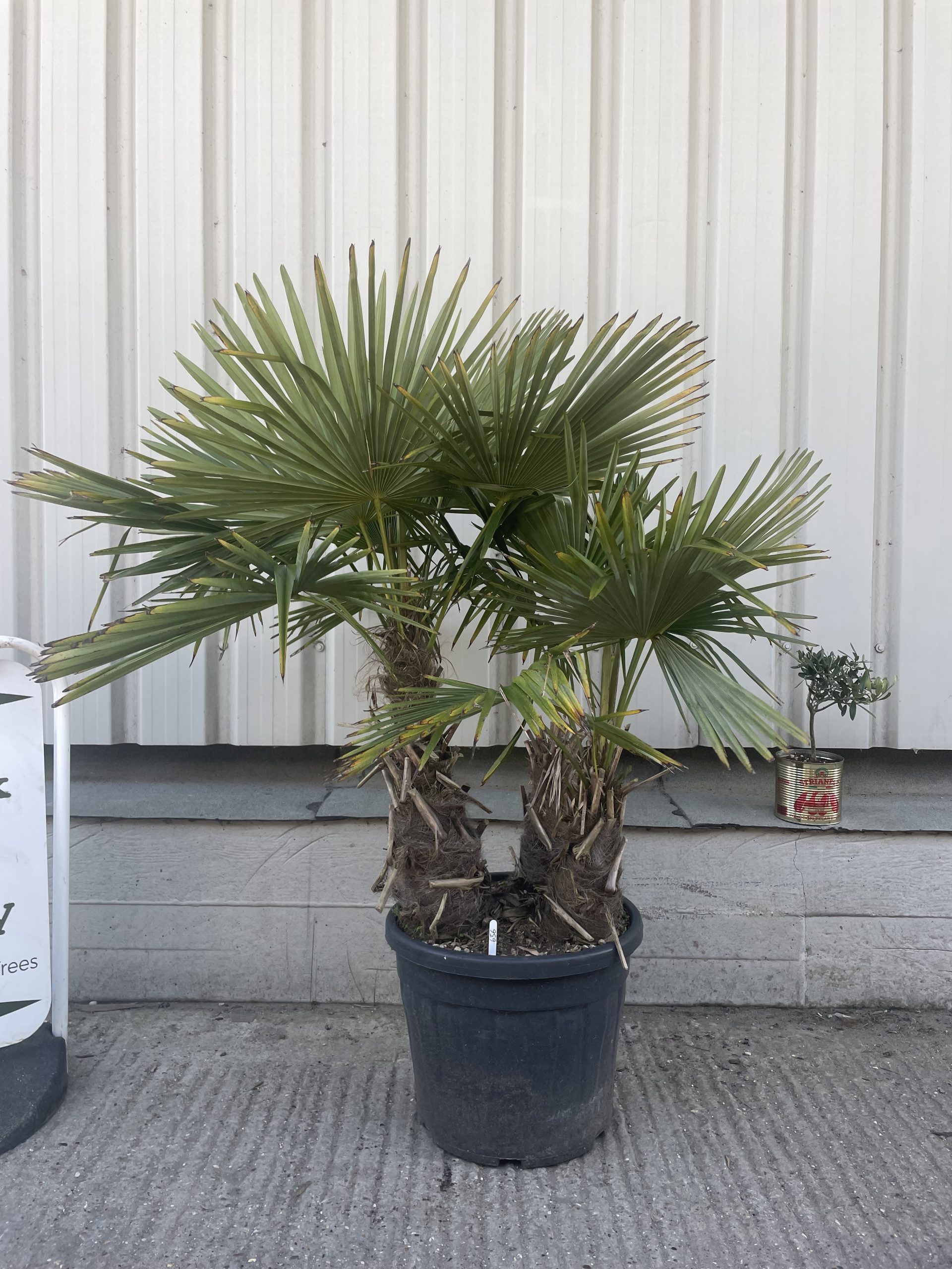 Multi- trunk Trachycarpus Fortunei. Free delivery - The Norfolk Olive ...