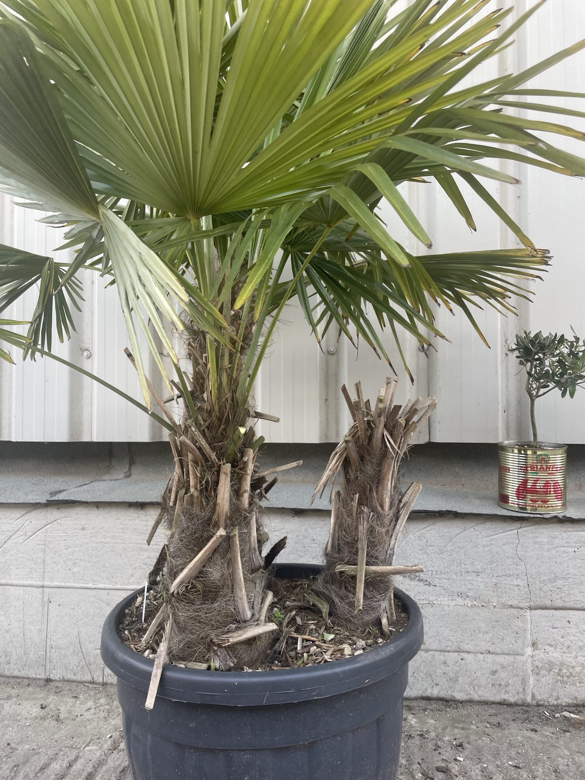 Multi- trunk Trachycarpus Fortunei. Free delivery - The Norfolk Olive ...