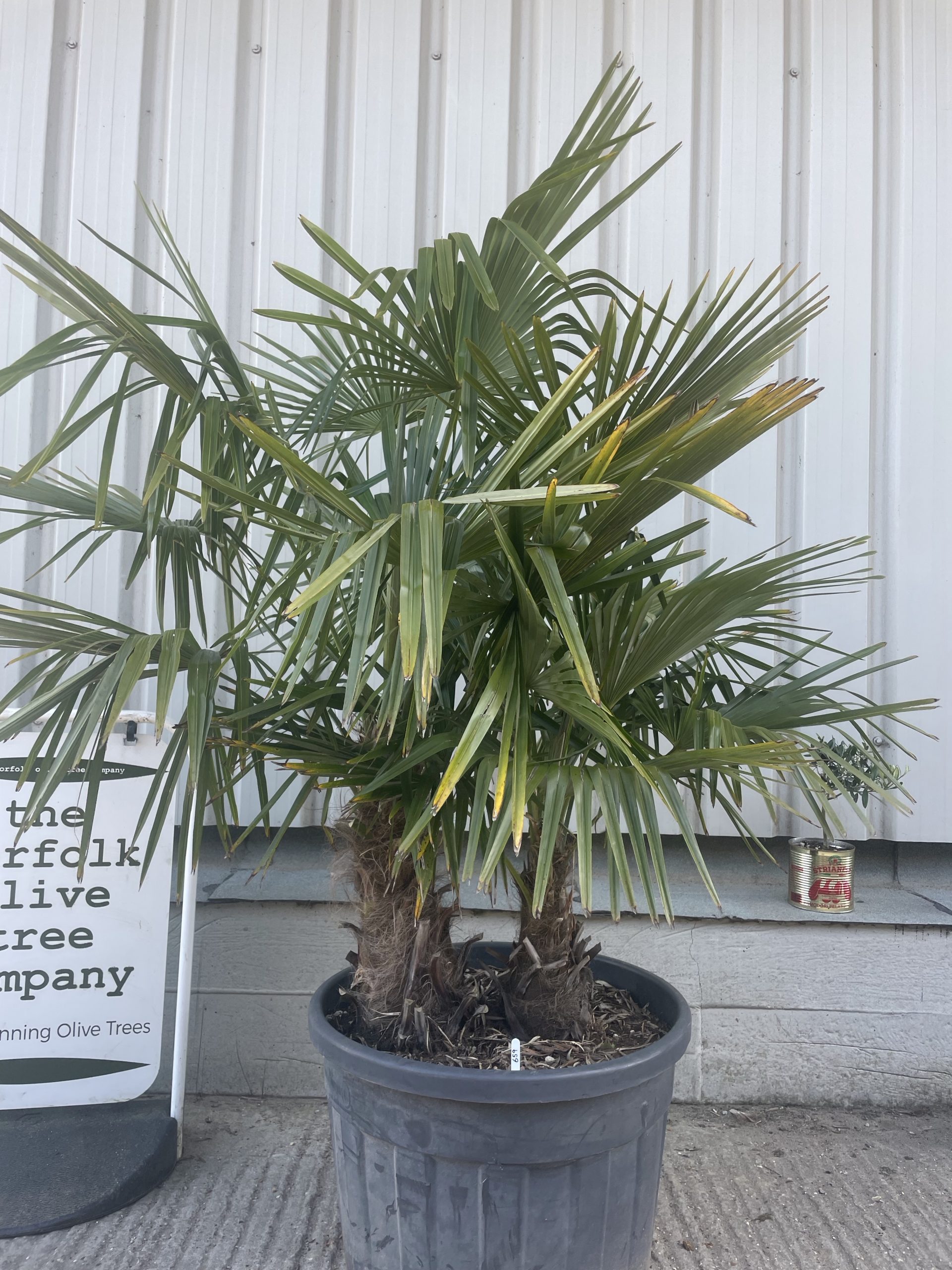 Multi- trunk Trachycarpus Fortunei. Free delivery - The Norfolk Olive ...