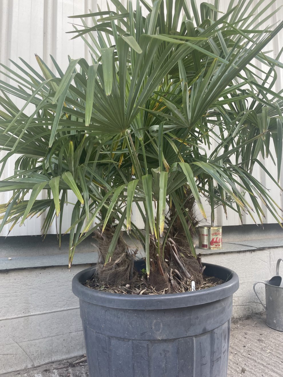 Multi- trunk Trachycarpus Fortunei. Free delivery - The Norfolk Olive ...