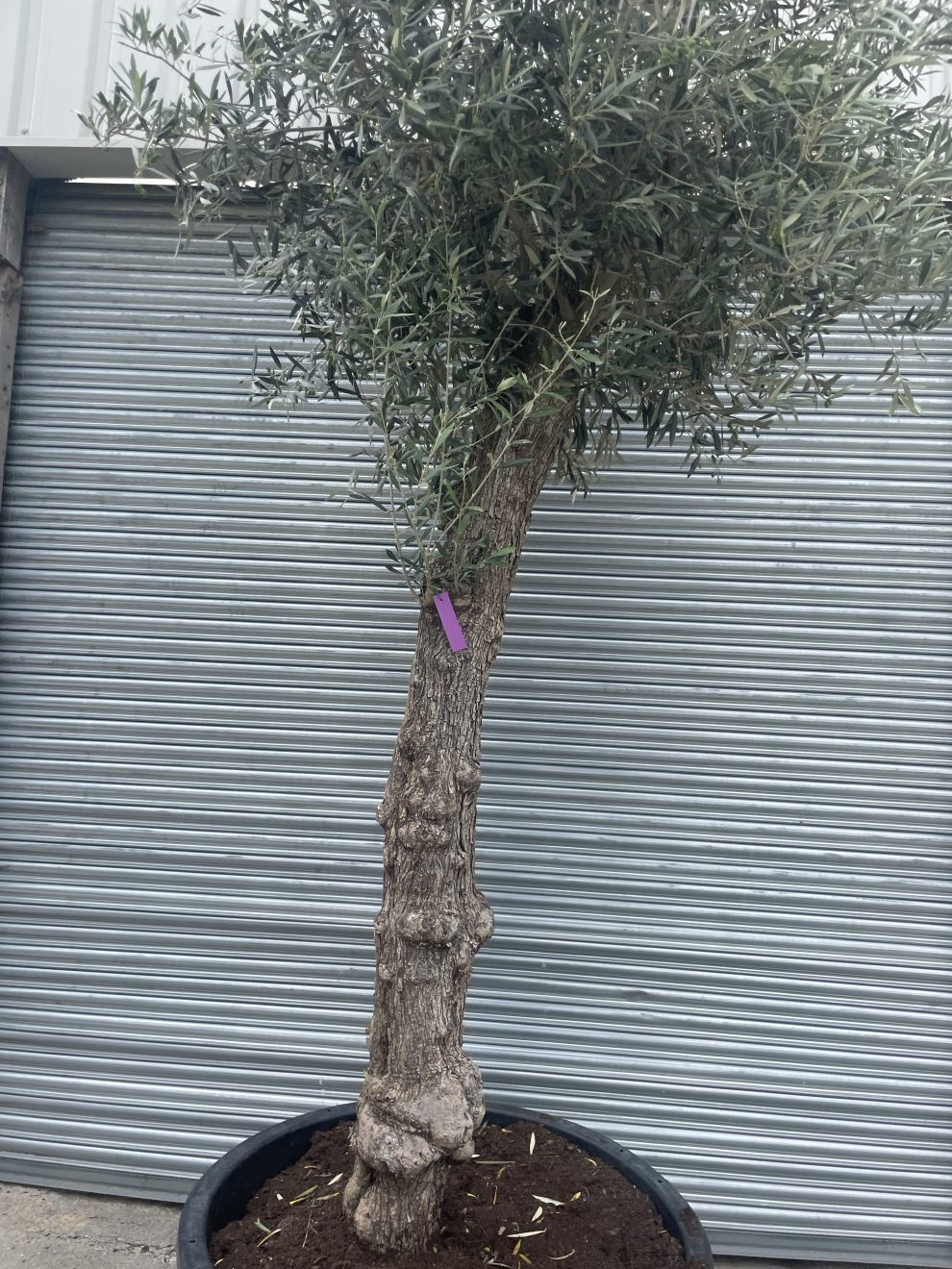 Extra tall olive tree gnarled trunk - The Norfolk Olive Tree Company
