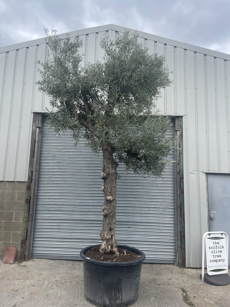 Extra tall olive tree gnarled trunk - The Norfolk Olive Tree Company