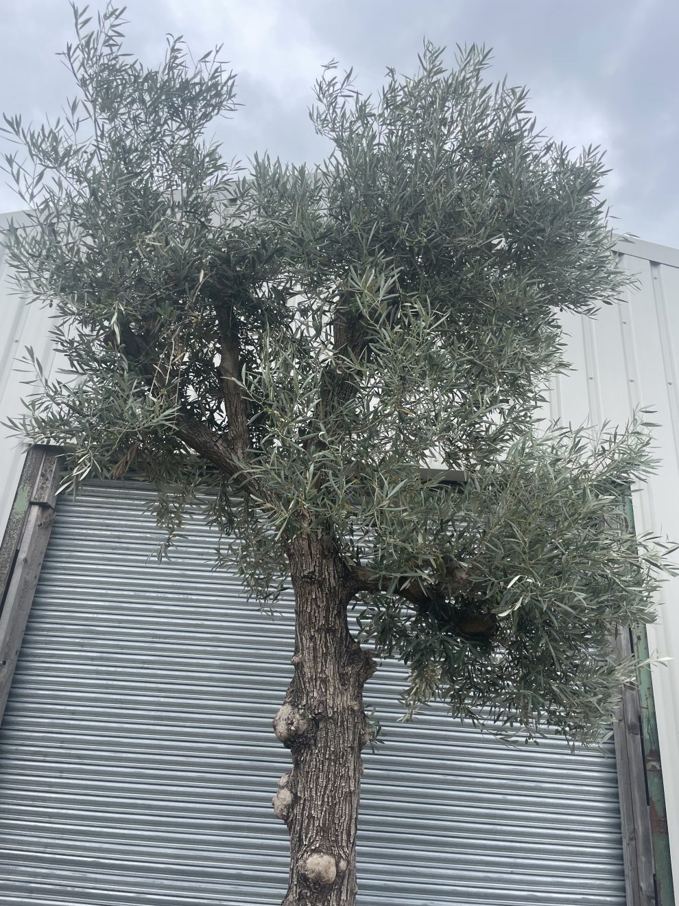 Extra tall olive tree gnarled trunk - The Norfolk Olive Tree Company