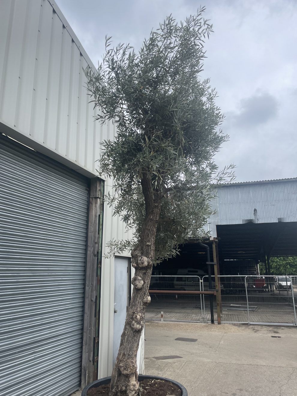 Extra tall olive tree gnarled trunk - The Norfolk Olive Tree Company