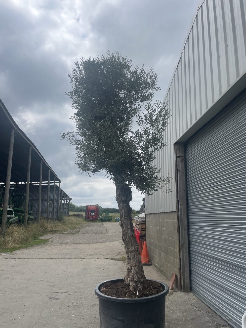Extra tall olive tree gnarled trunk - The Norfolk Olive Tree Company