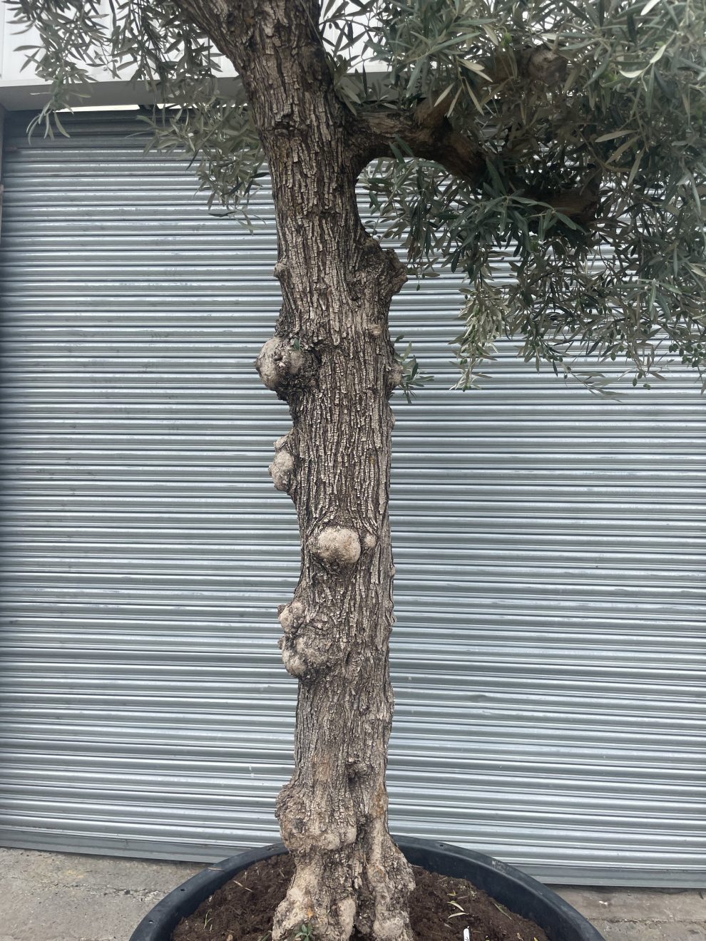 Extra tall olive tree gnarled trunk - The Norfolk Olive Tree Company