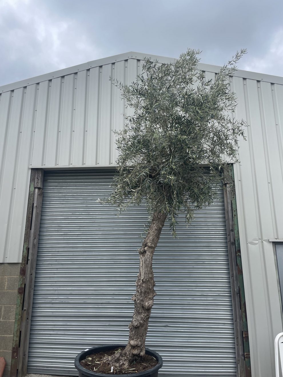 Extra tall olive tree gnarled trunk - The Norfolk Olive Tree Company