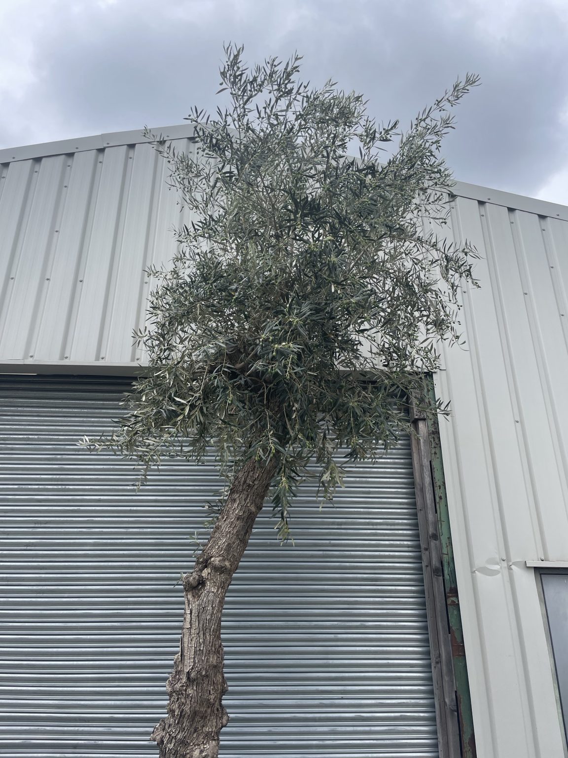 Extra tall olive tree gnarled trunk - The Norfolk Olive Tree Company