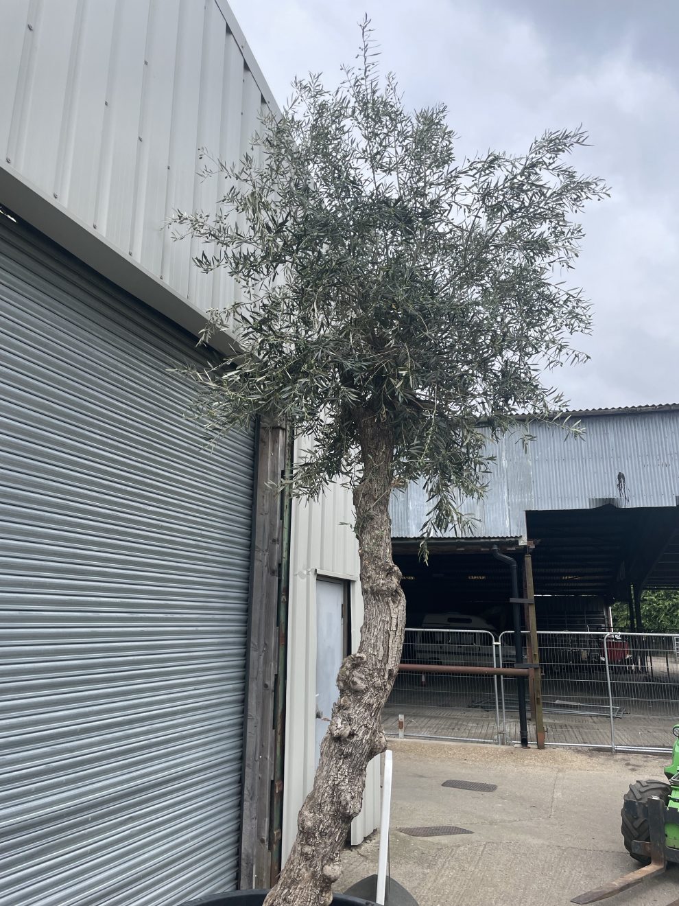 Extra tall olive tree gnarled trunk - The Norfolk Olive Tree Company
