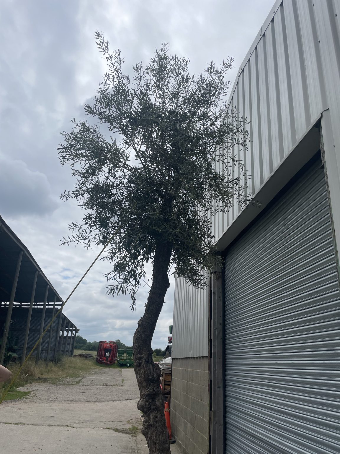 Extra tall olive tree gnarled trunk - The Norfolk Olive Tree Company