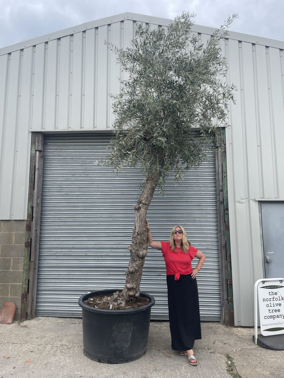 Extra tall olive tree gnarled trunk - The Norfolk Olive Tree Company