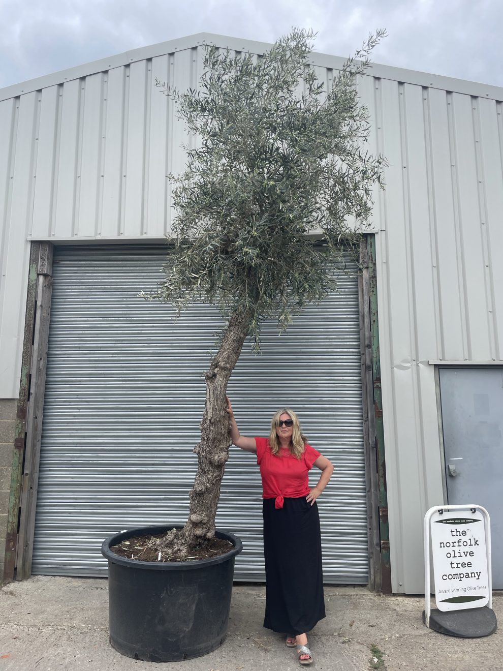 Extra tall olive tree gnarled trunk - The Norfolk Olive Tree Company