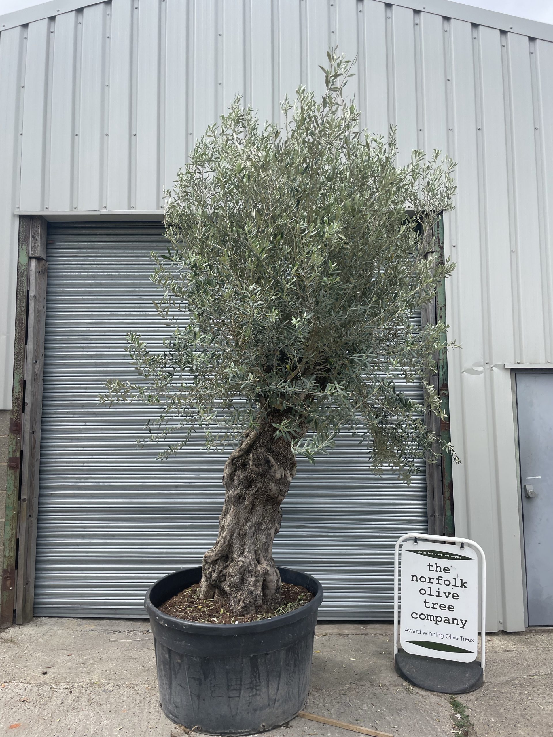 Ancient Olive Tree - The Norfolk Olive Tree Company