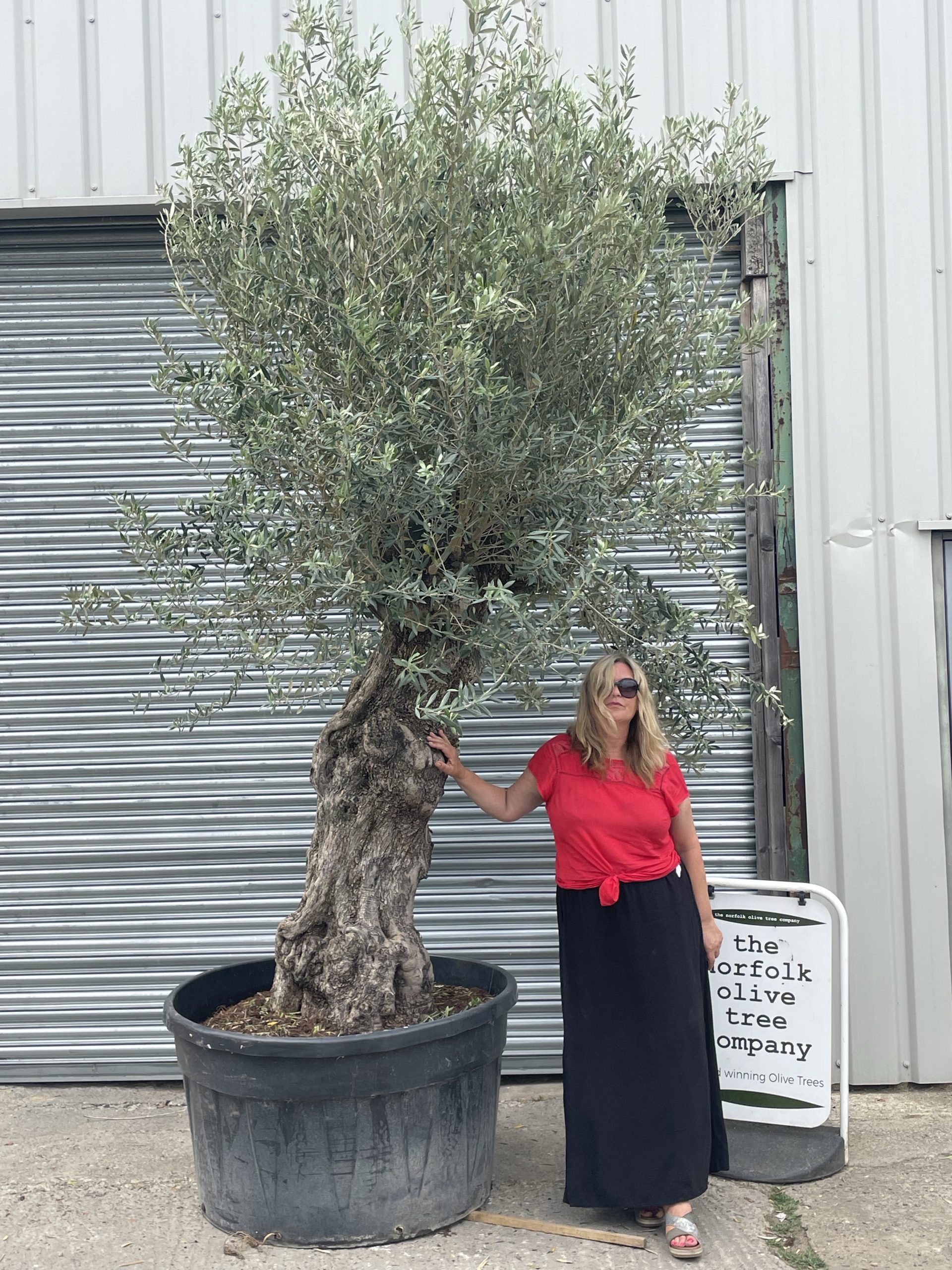 Ancient Olive Tree - The Norfolk Olive Tree Company