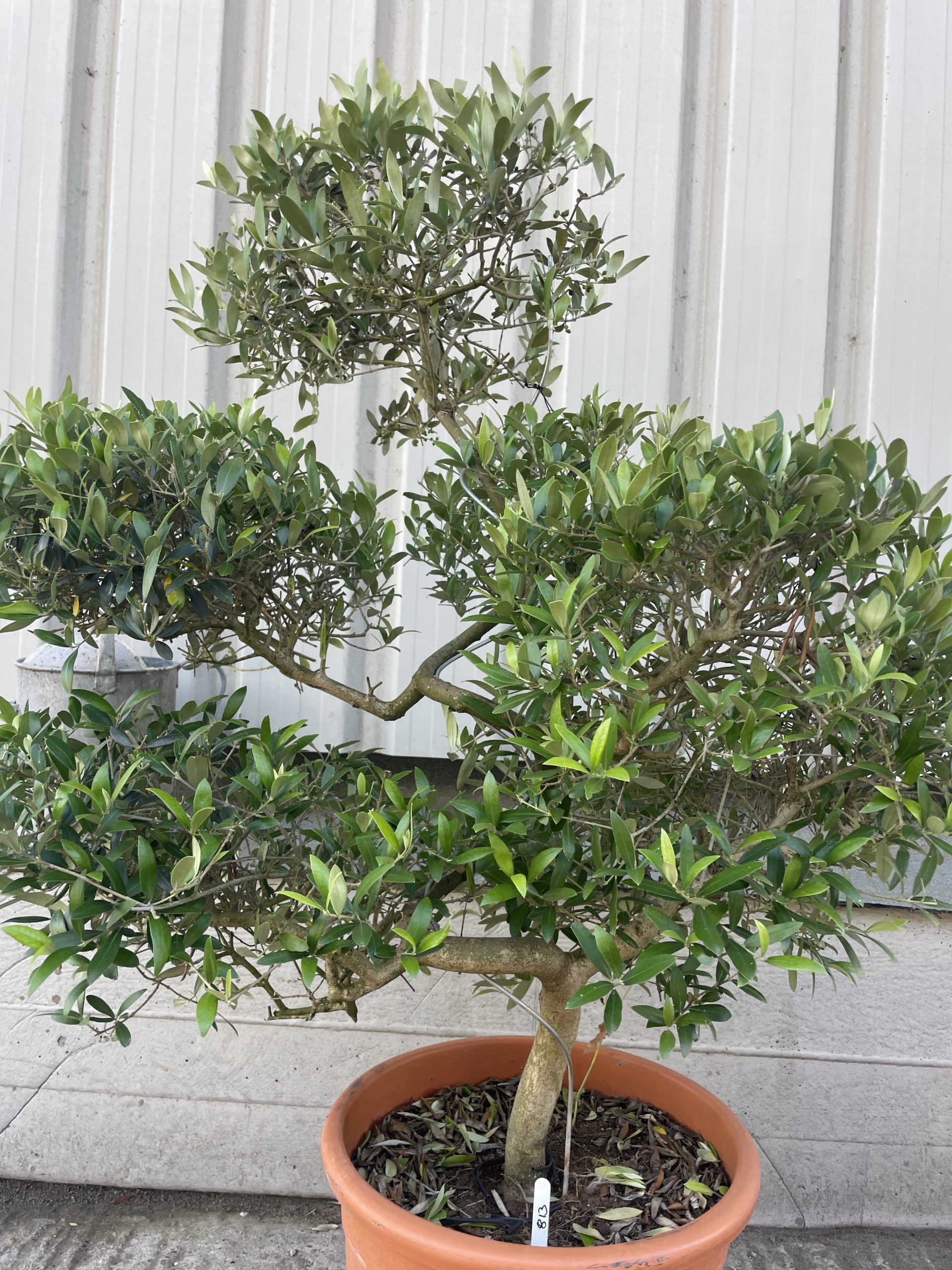 Bonsai cloud tree free delivery. - The Norfolk Olive Tree Company