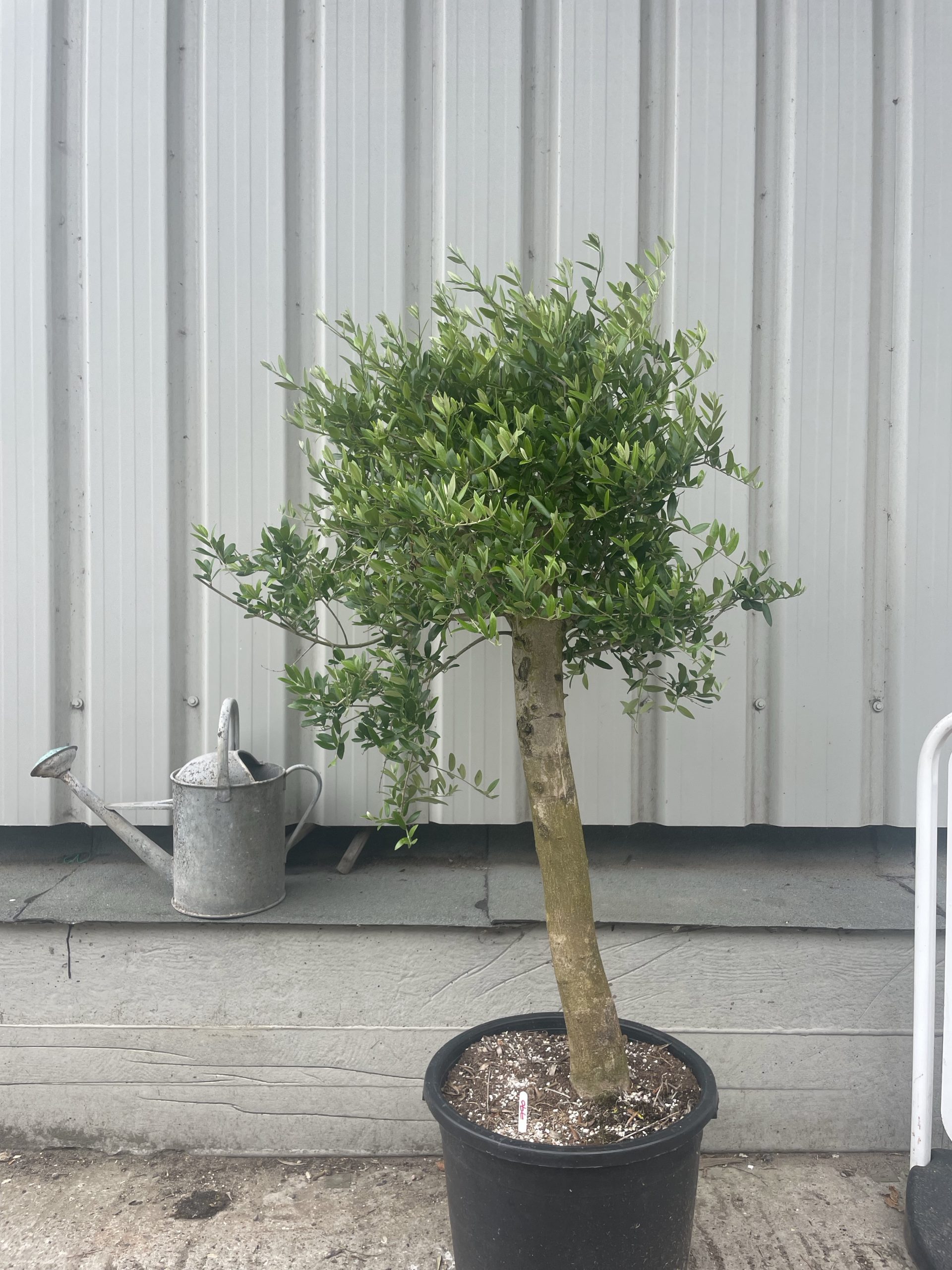 Courtyard Olive tree