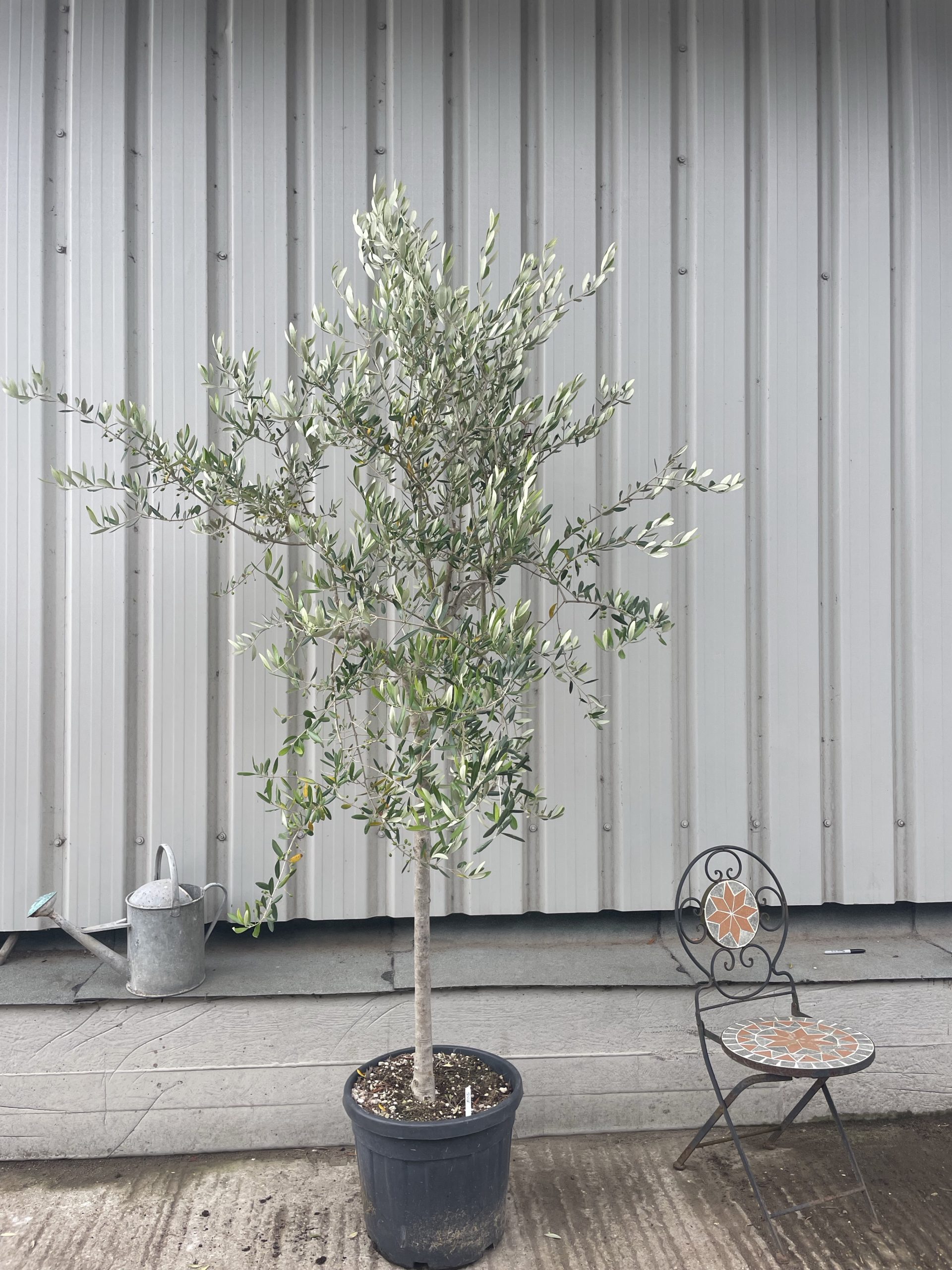 Tuscan Olive tree - free delivery - The Norfolk Olive Tree Company
