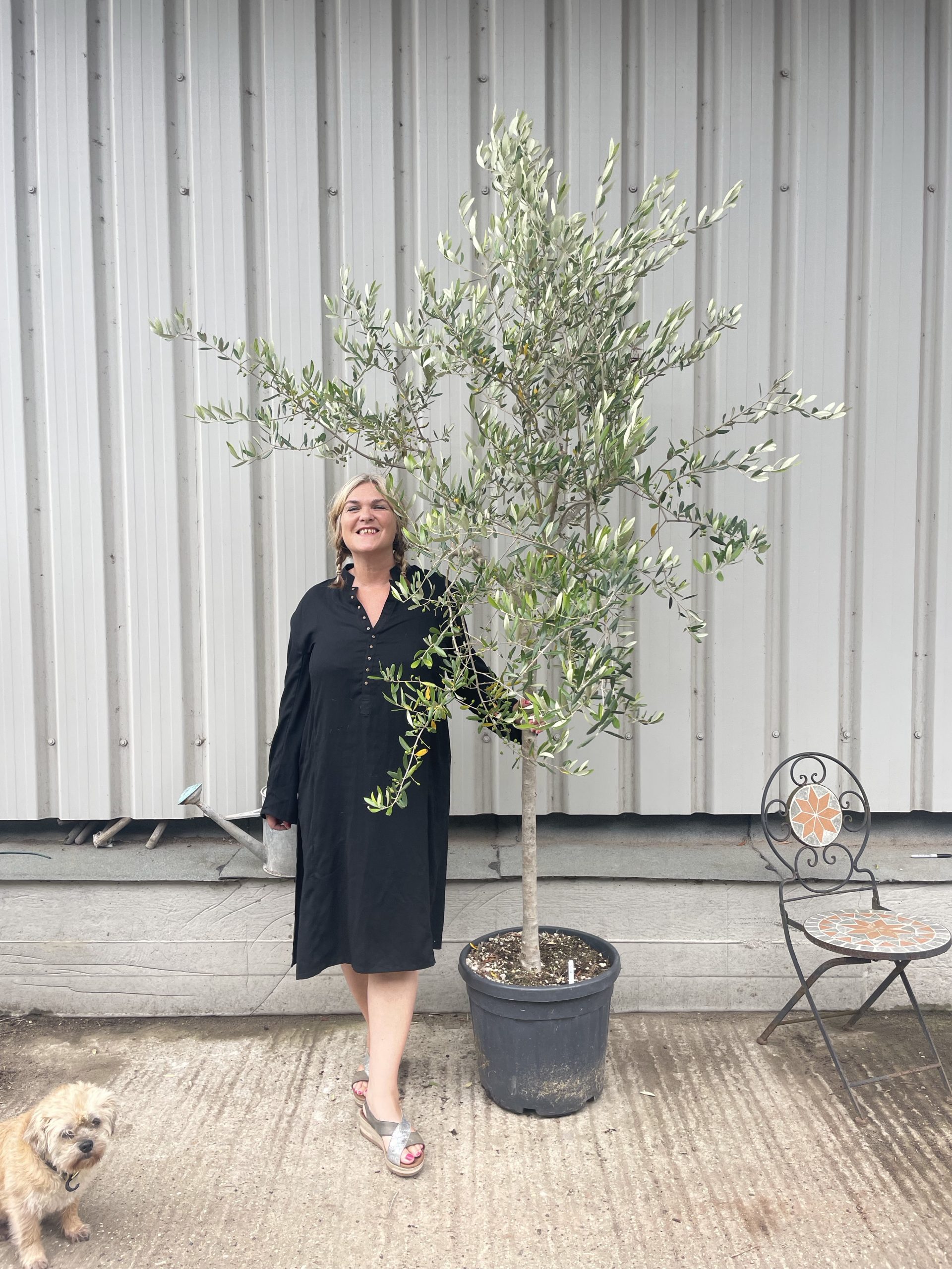 Tuscan Olive tree - free delivery - The Norfolk Olive Tree Company