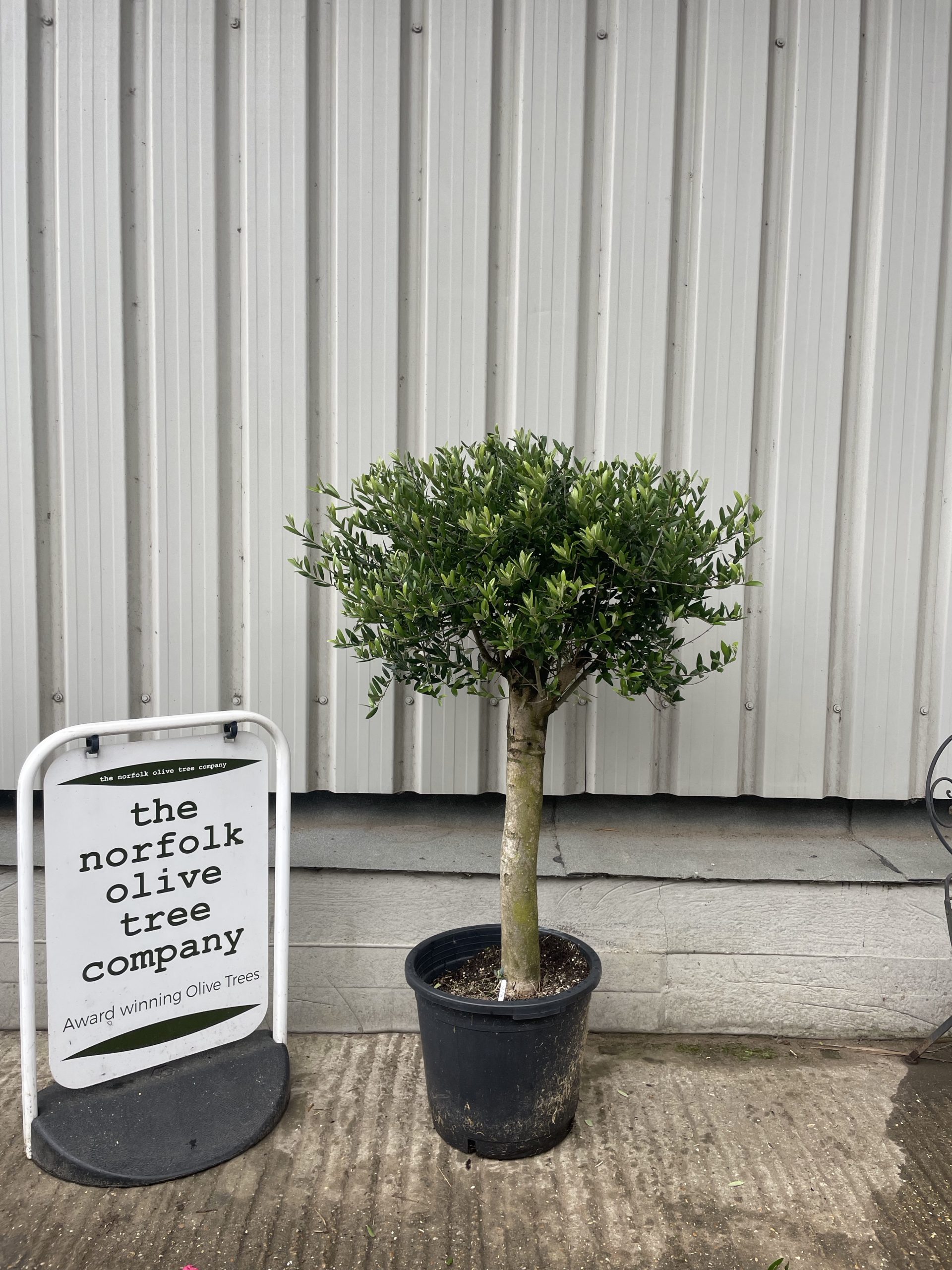 London Olive tree- free delivery. - The Norfolk Olive Tree Company