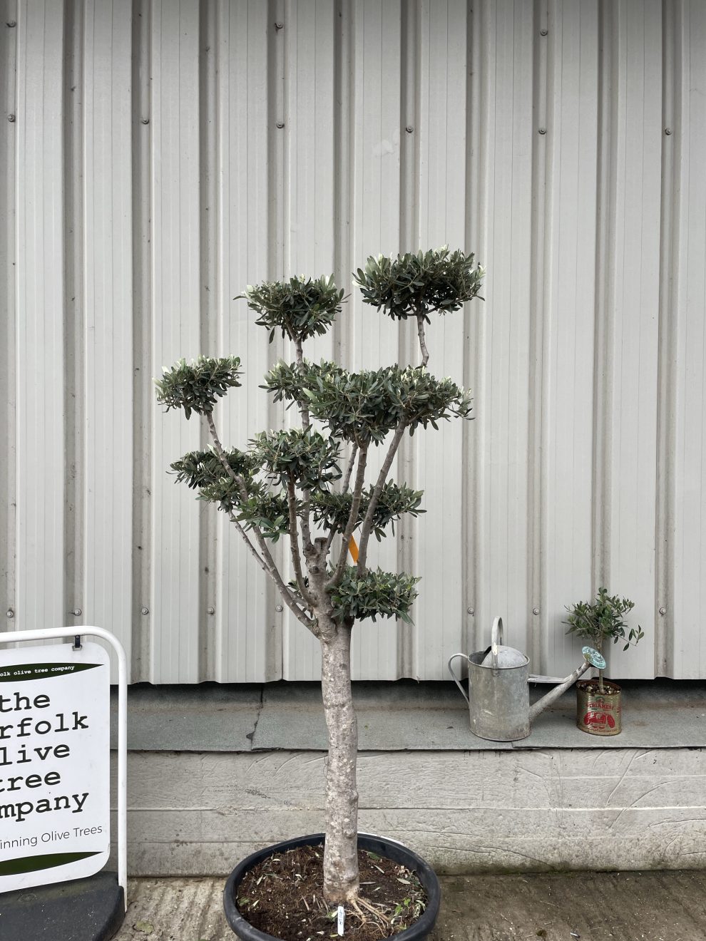 Topiary tree - Grown in Tuscany - The Norfolk Olive Tree Company