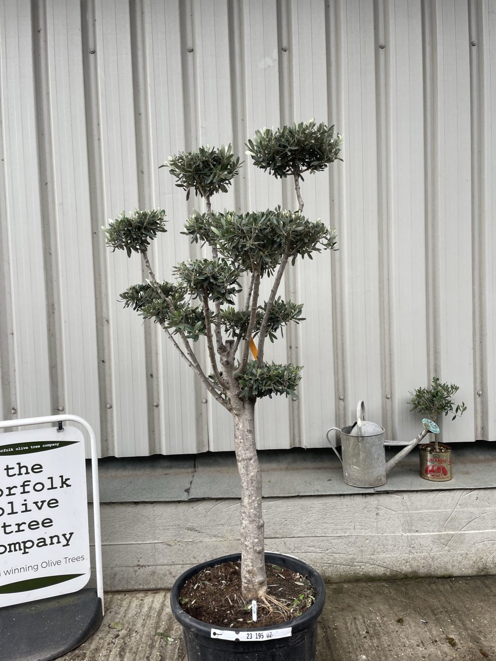 Topiary tree - Grown in Tuscany - The Norfolk Olive Tree Company