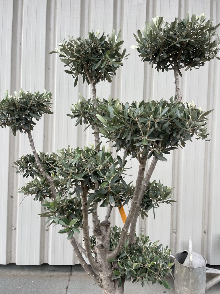 Topiary tree - Grown in Tuscany - The Norfolk Olive Tree Company