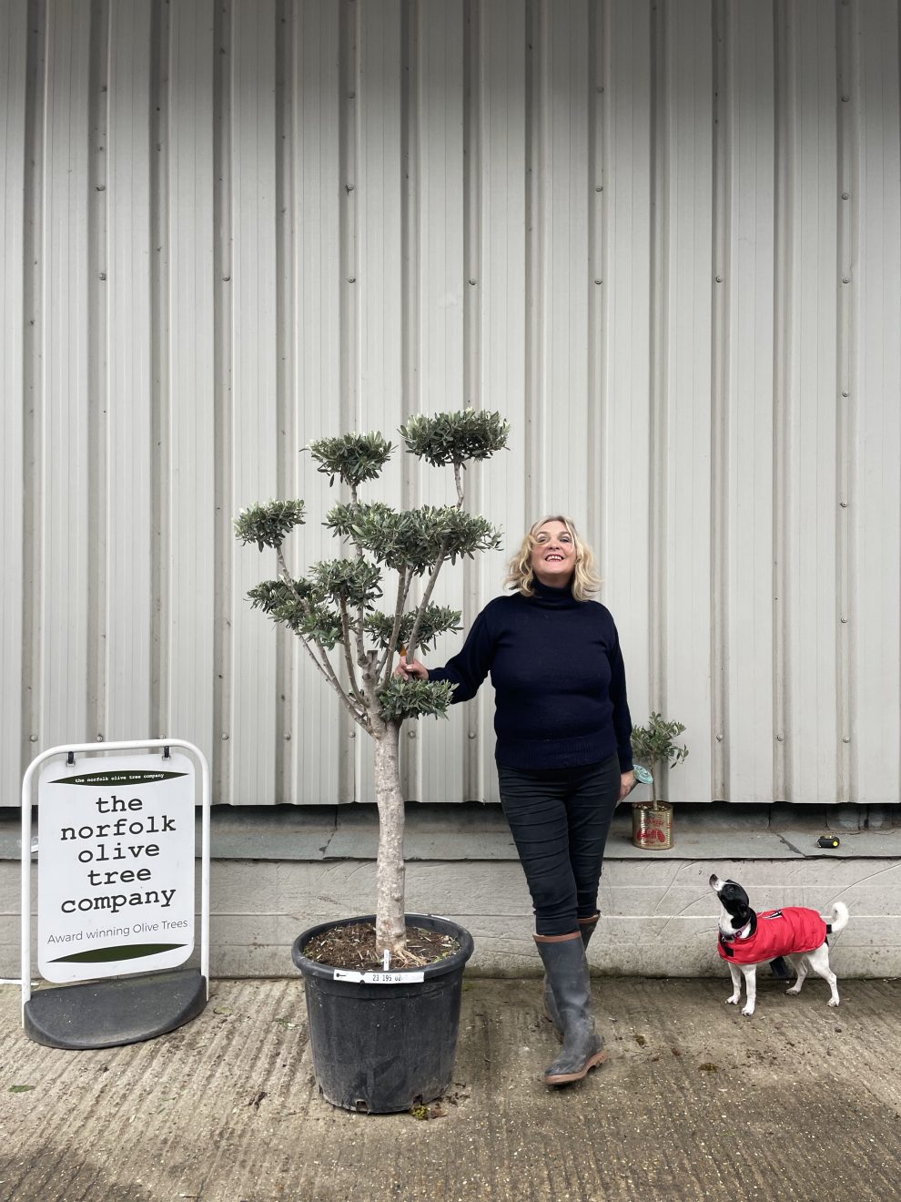 Topiary tree - Grown in Tuscany - The Norfolk Olive Tree Company