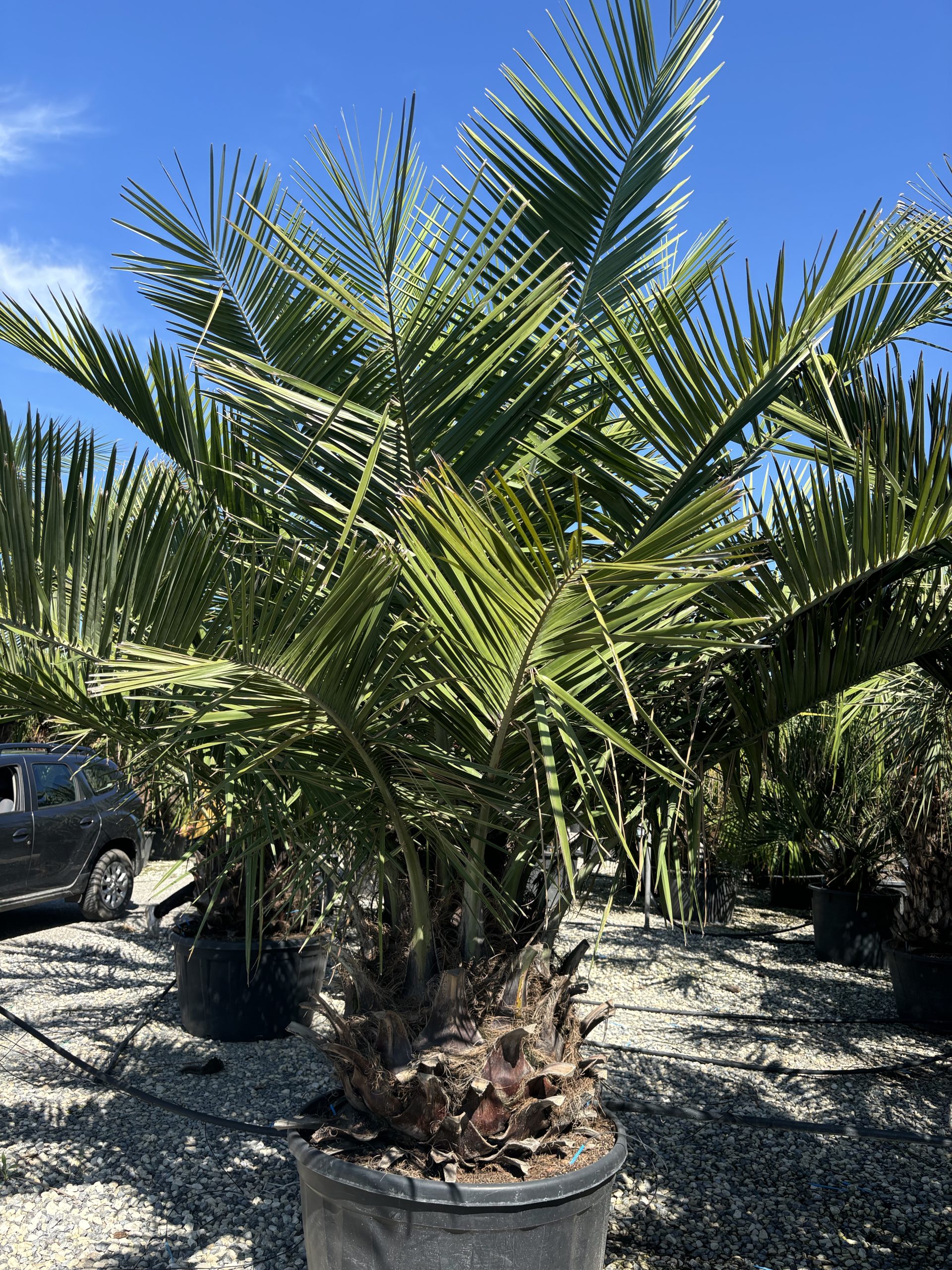 Jubaea Chilensis -preorder March 2025 - The Norfolk Olive Tree Company