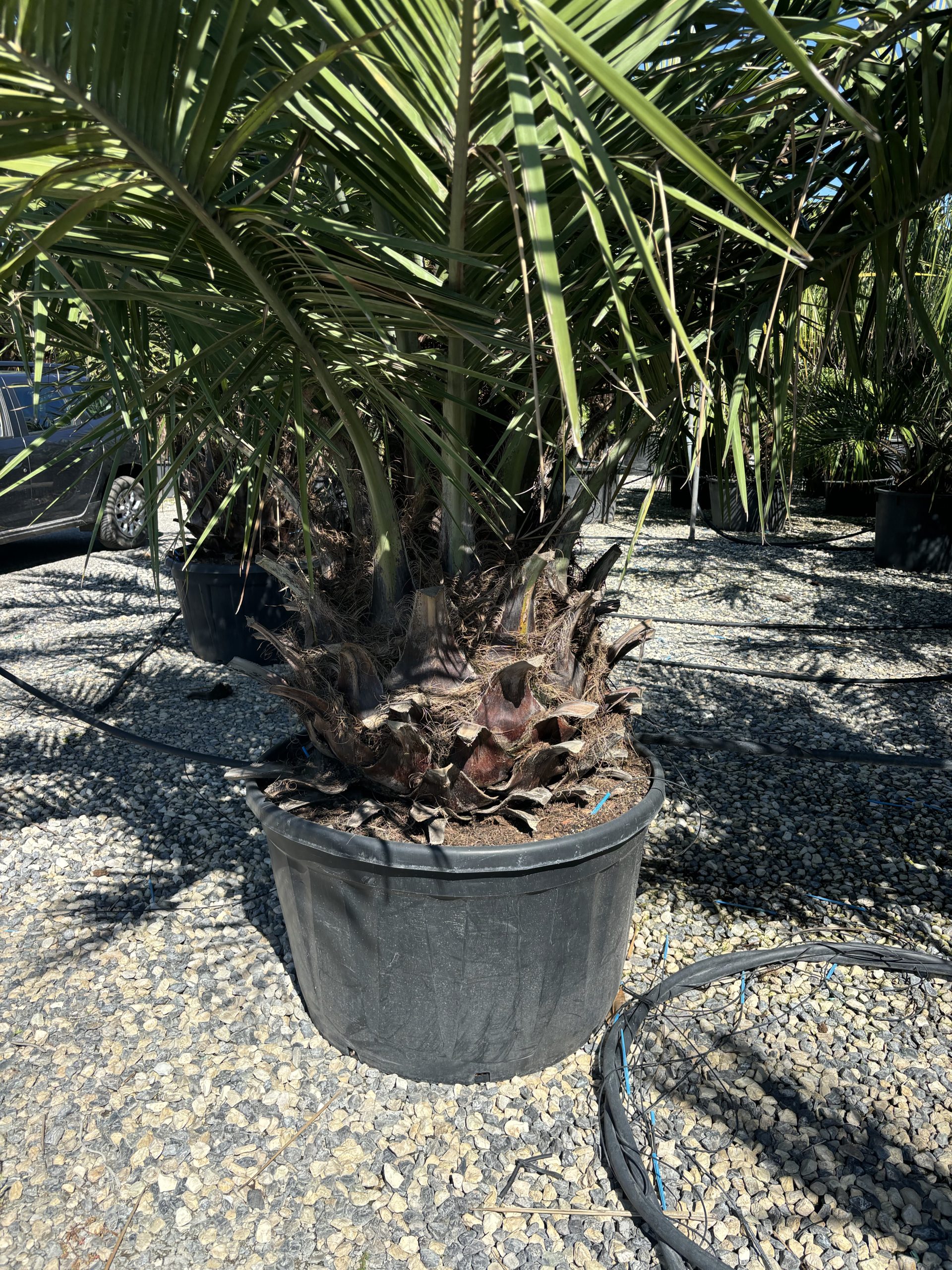 Jubaea Chilensis -preorder March 2025 - The Norfolk Olive Tree Company