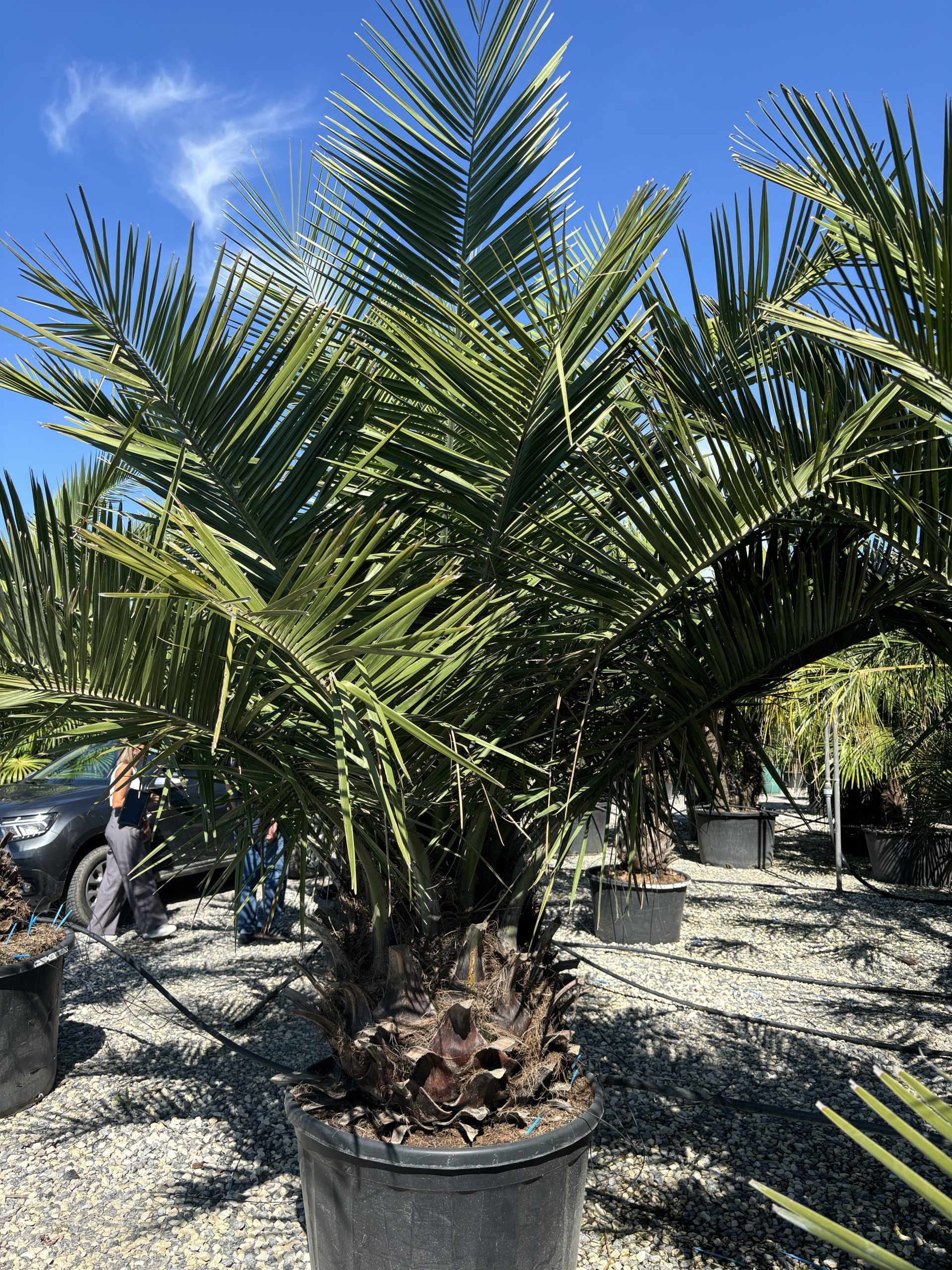 Jubaea Chilensis -preorder March 2025 - The Norfolk Olive Tree Company