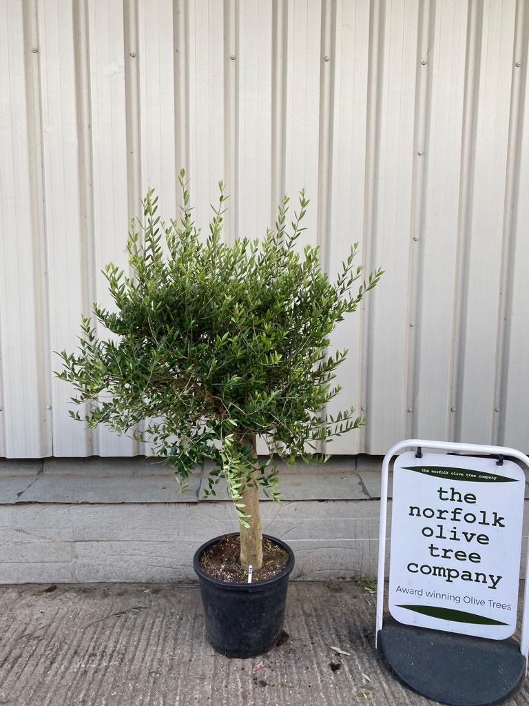 Patio Olive tree - free delivery - The Norfolk Olive Tree Company