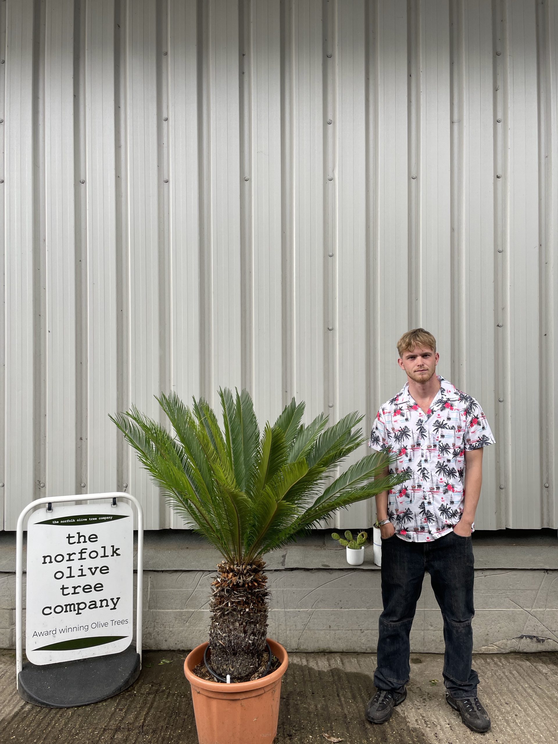 Japanese Sago Palm - delivery included. - The Norfolk Olive Tree Company