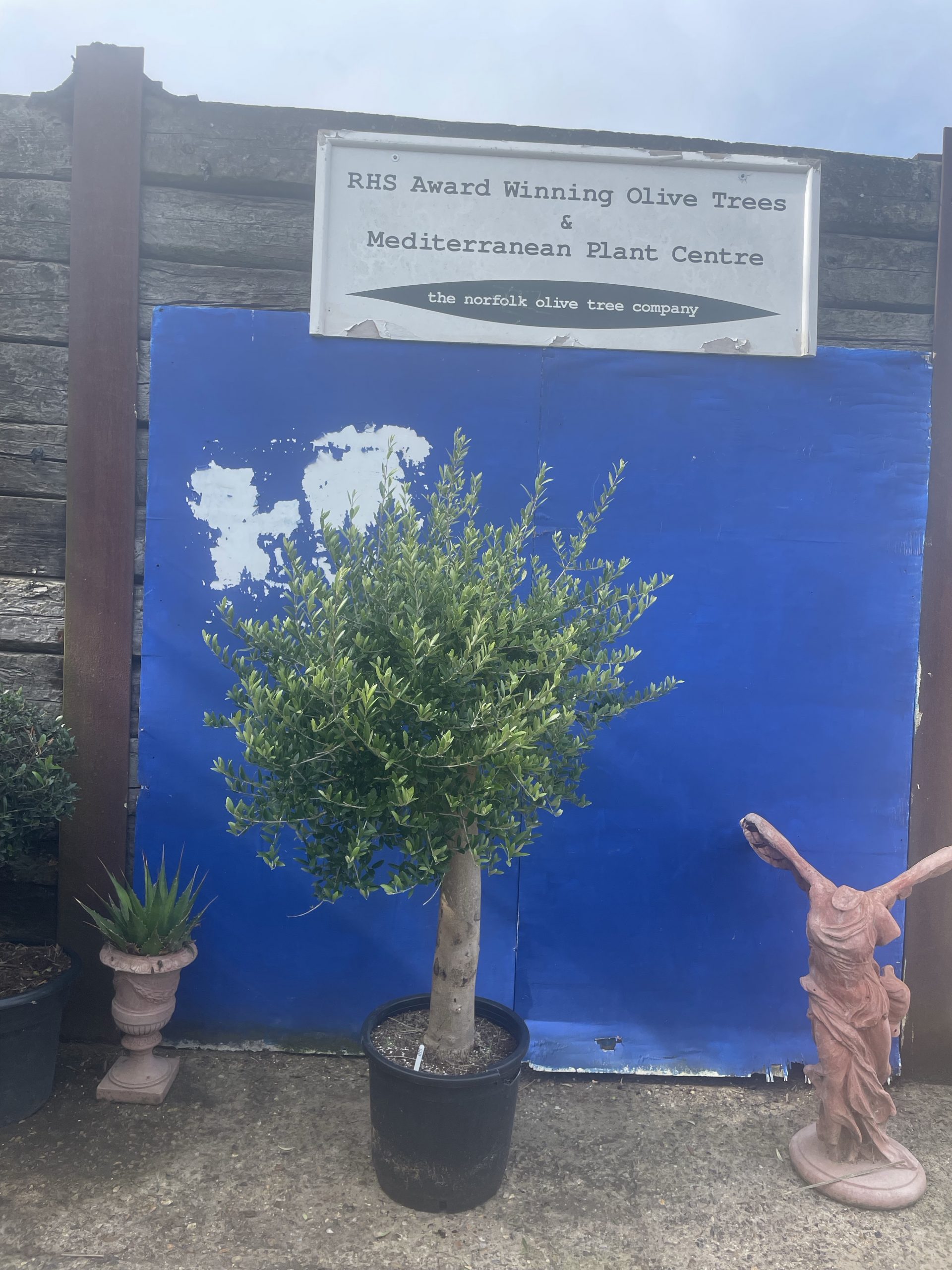 Courtyard Olive tree