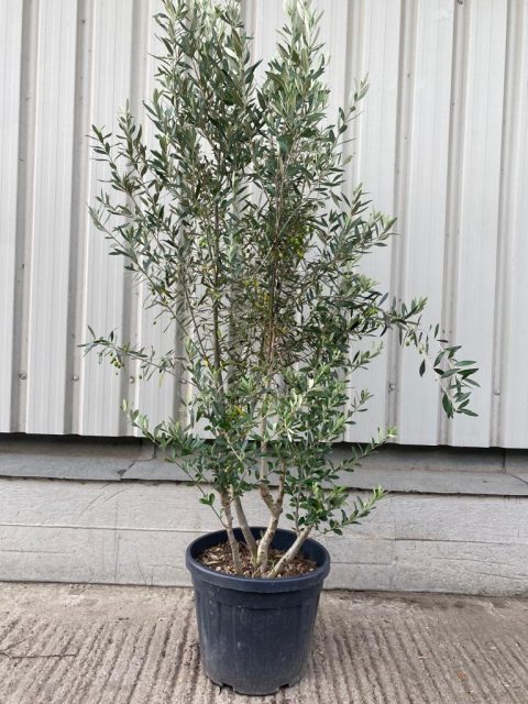 Small multi stem Olive tree - The Norfolk Olive Tree Company