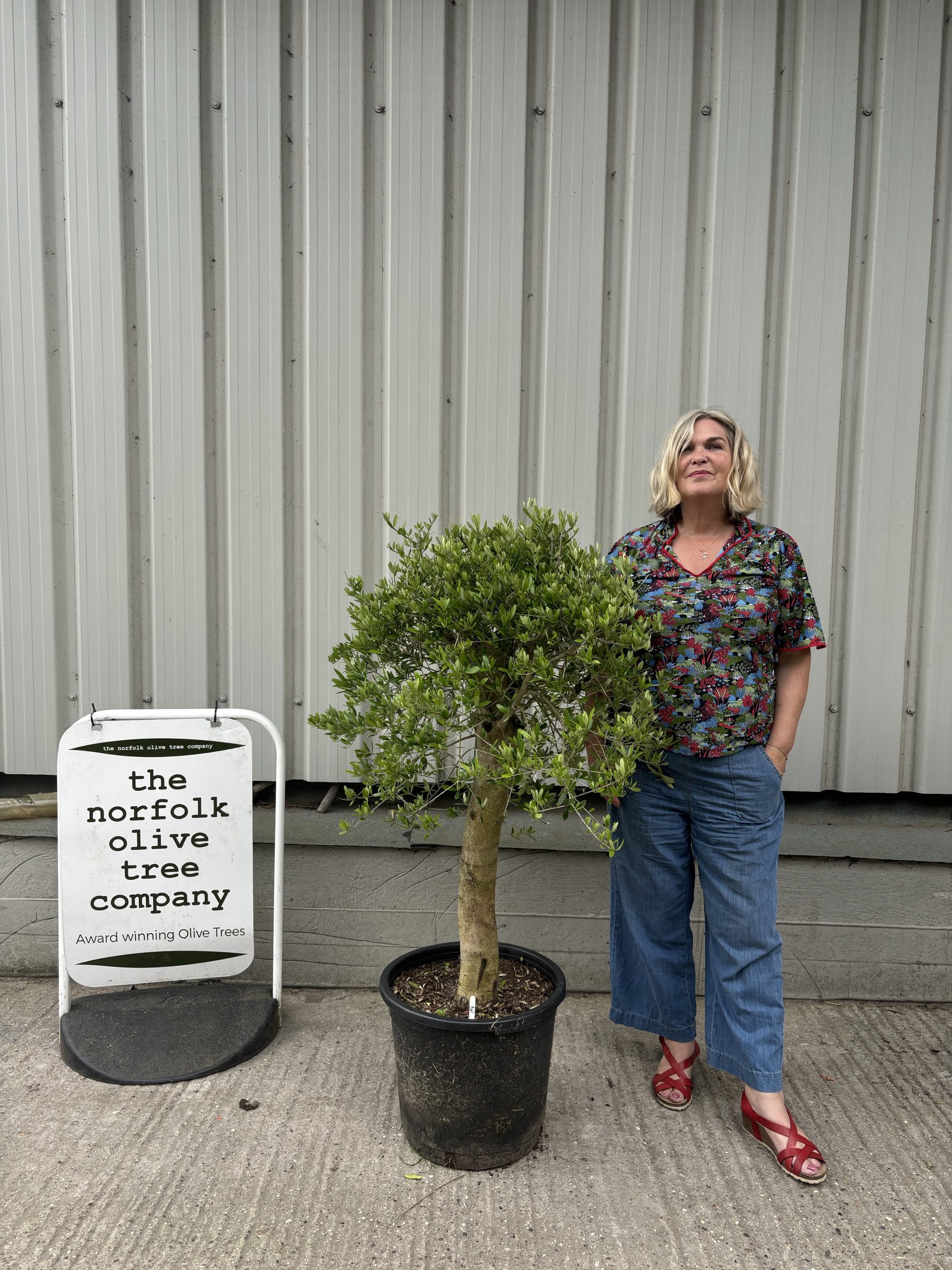 Patio Olive tree - free delivery - The Norfolk Olive Tree Company