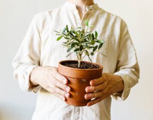 FAQ: How to Care for Olive Trees Over Winter in England - The Norfolk ...