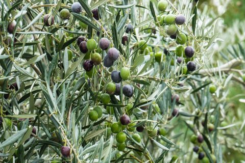 FAQ: How to Care for Olive Trees Over Winter in England - The Norfolk ...